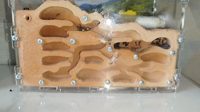 Муравьи на таймлапс