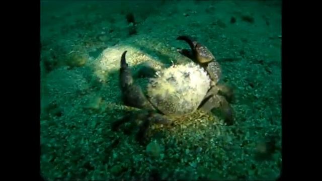 Субботняя нырялка на камбальные места. 20.12.2014