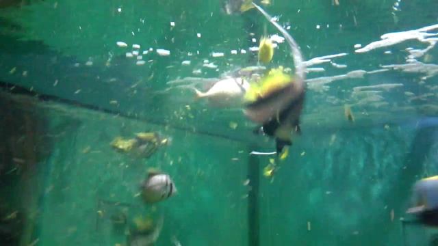 Тропические рыбки в океанариуме