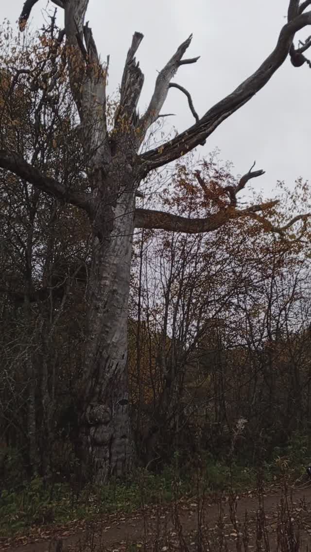 Дерево мёртвых.