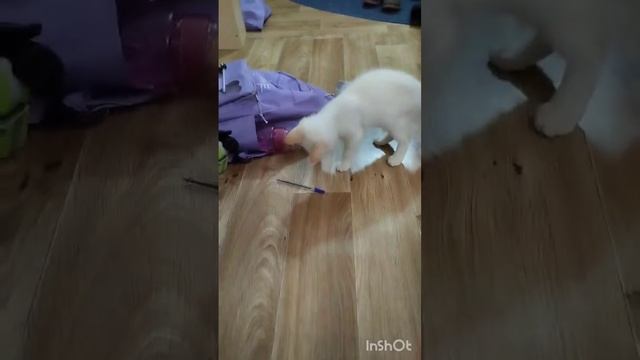 8.11.2024 Котик Бублик , 4 месяца. Хозяева Артём и Снежанна