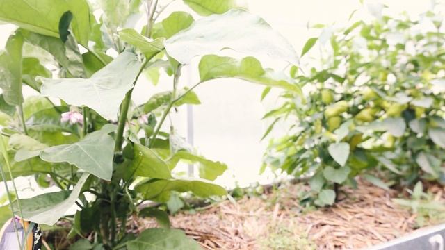 Из города в деревню. 23 серия. Лето на нашей ферме