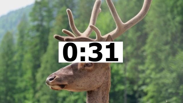 Teenagers' attitude to pets (ФИПИ)