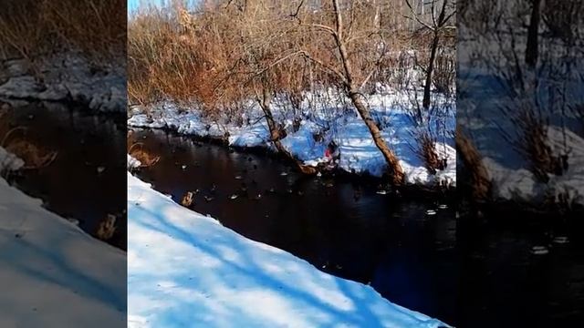 В промзону Жигулевска прилетели утки