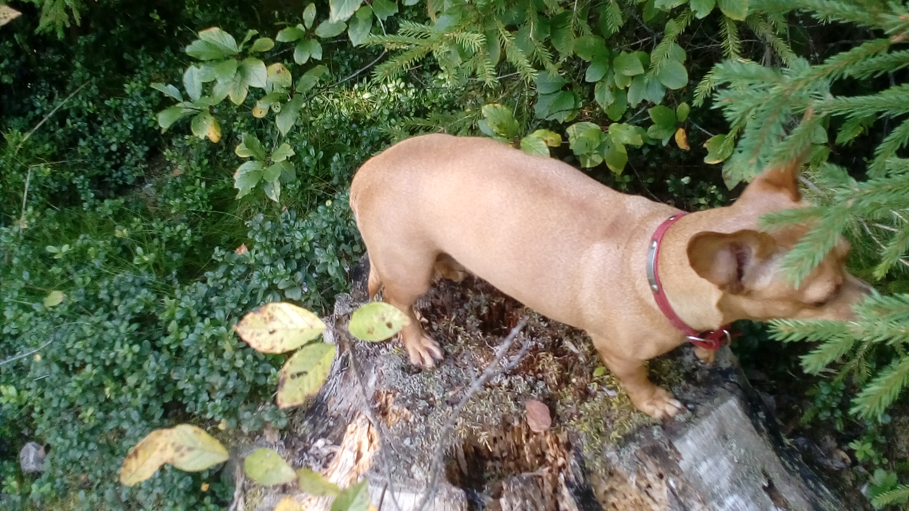 прогулка за грибами