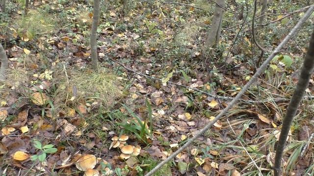 Ложноопёнок серопластинчатый - замечательный грибочек.