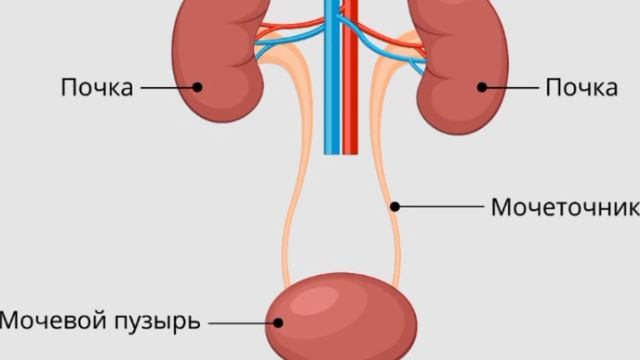 Исцеление всех болезней выделительной системы - сеанс Алмазные рейки