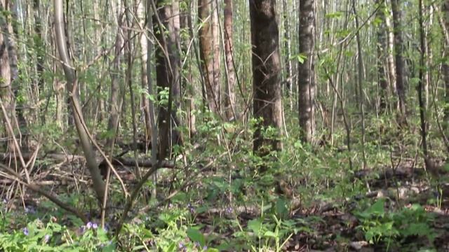 Медуница в весеннем лесу.