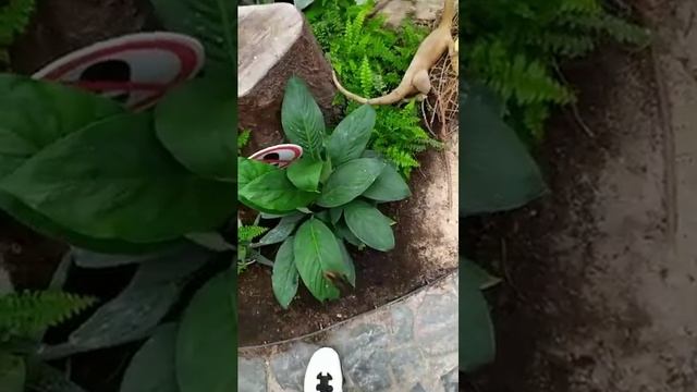 Огромная бабочка #short#shortsvideo #butterfly #prague