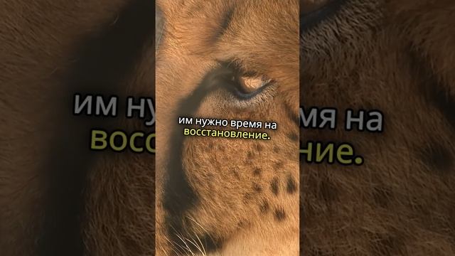 Гепард