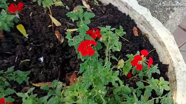 Осенние работы ЖКХ Апшеронск