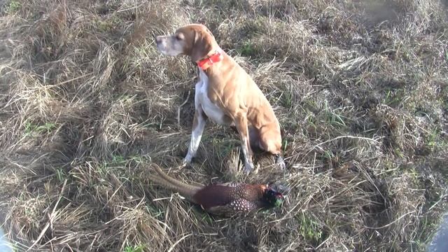 Мой пойнтер.