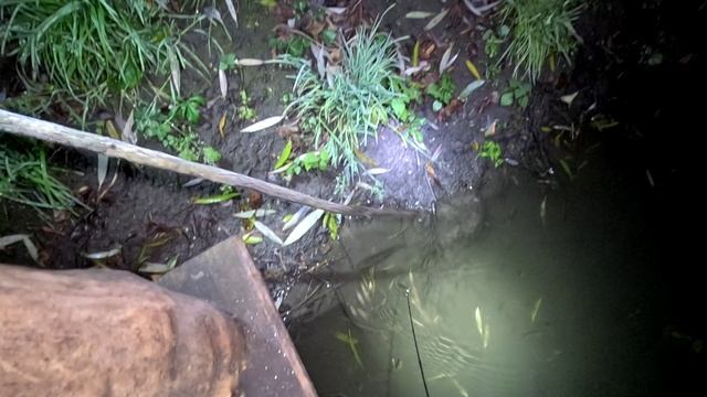 Можно ли поймать НОЧНОГО СУДАКА поздней осенью?