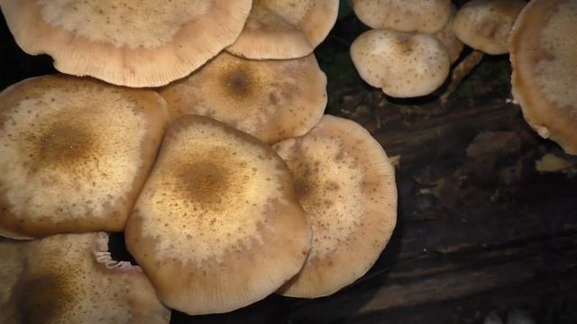 ОПЁНОК ОСЕННИЙ. Урожайный и вкусный.