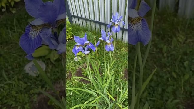 Ирис Сибирский. Первое цветение.Ура!#shorts #short #shortsvideo