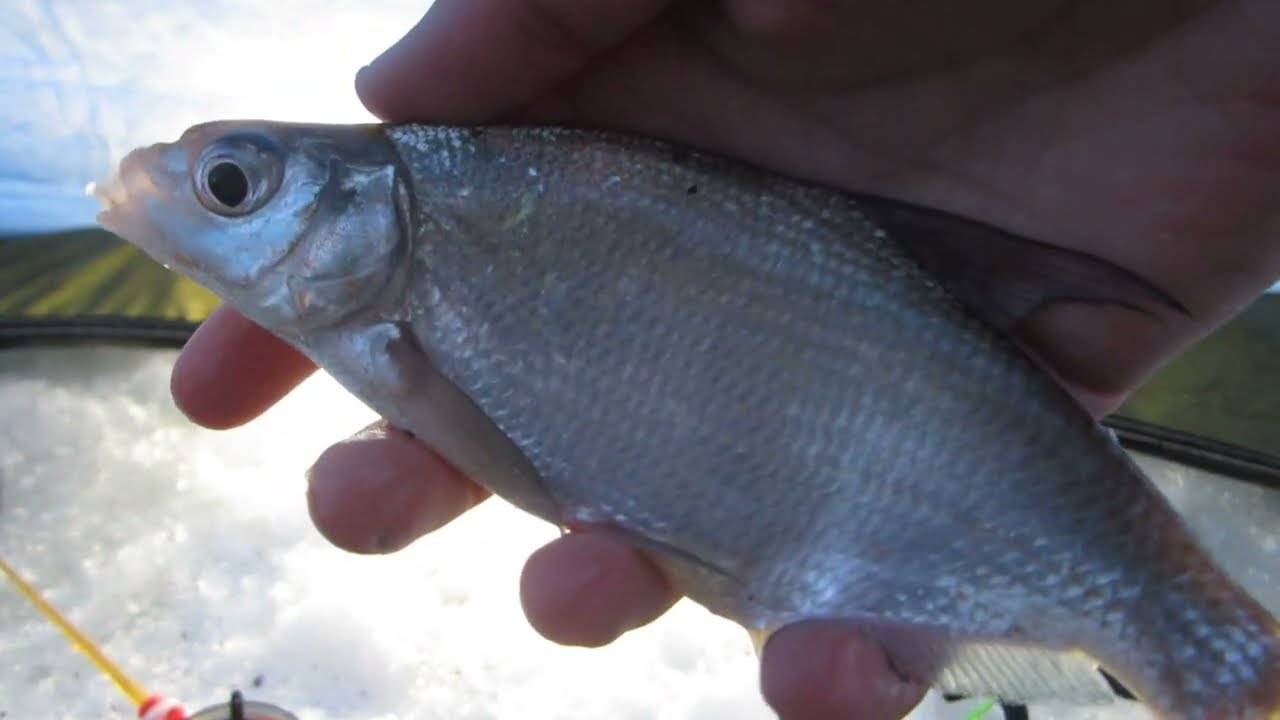 ЗИМНЯЯ РЫБАЛКА В ПАЛАТКЕ. Ловля подлещика и густеры на зимние удочки.