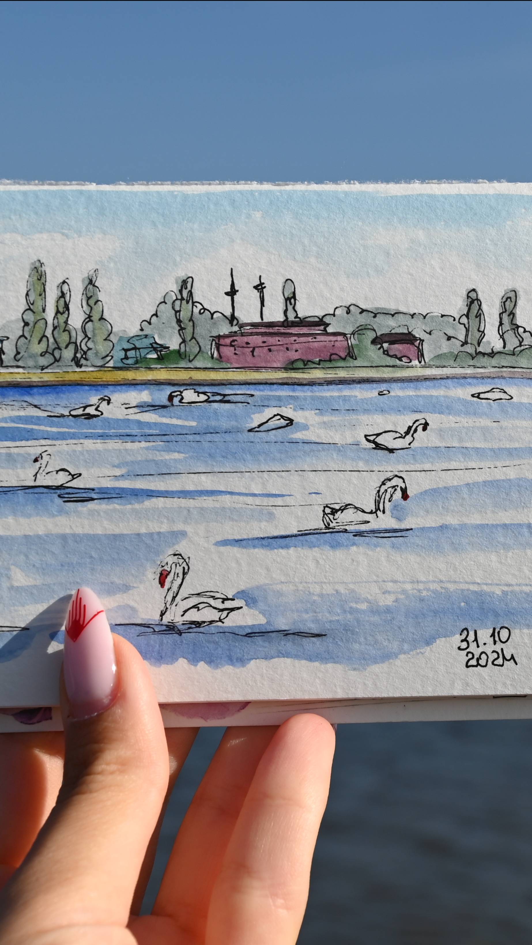 Белые лебеди в Таманском заливе