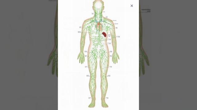 Исцеление всех болезней лимфатической системы - сеанс Алмазные рейки