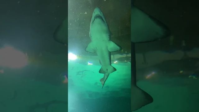 Москвариум.Супер океанариум.12 тыс рыб,80 аквариумов