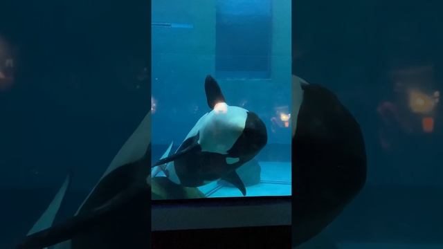 Косатка Ная после шоу.Москвариум.Водное шоу*Морская симфония*