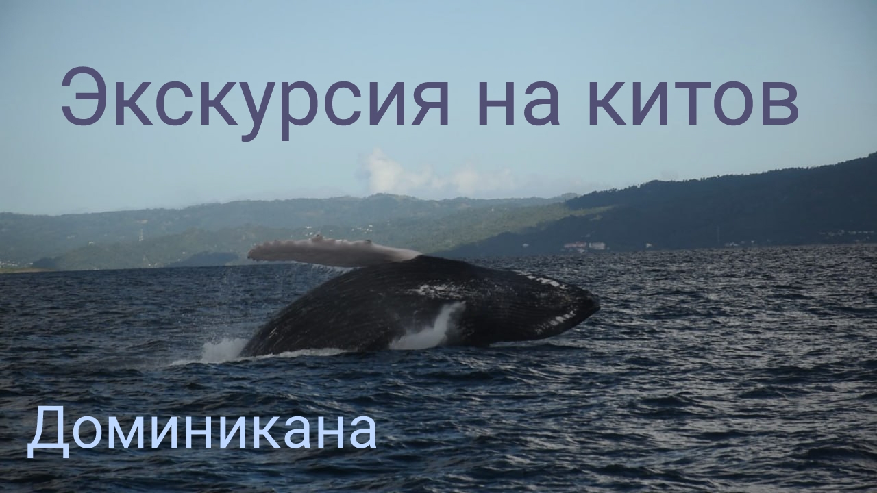 Киты в Доминикане. Как мы съездили на экскурсию с Китами