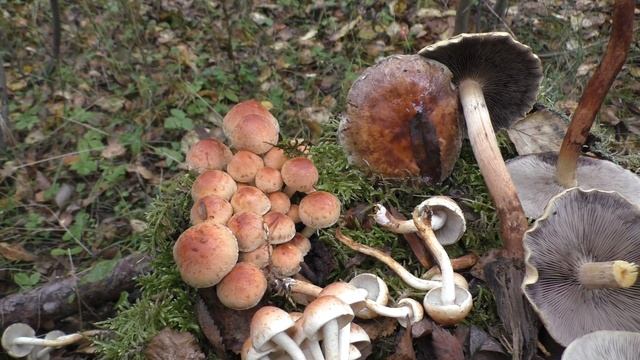 Ложноопёнок кирпично-красный собирают в некоторых странах.