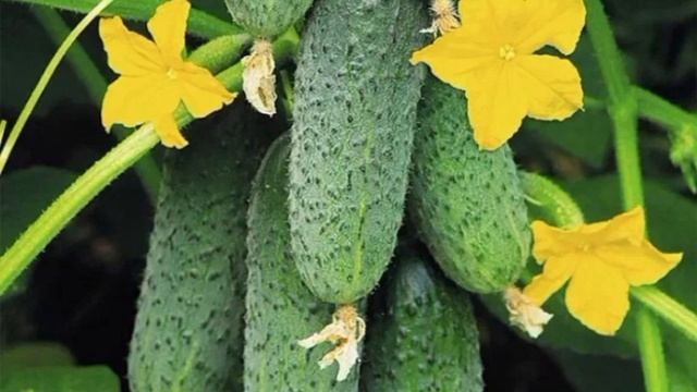 Очистка всего негатива в отношениях с мамой - сеанс Кундалини рейки