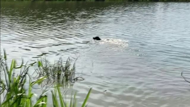 Приучение к воде охотничьей собаки