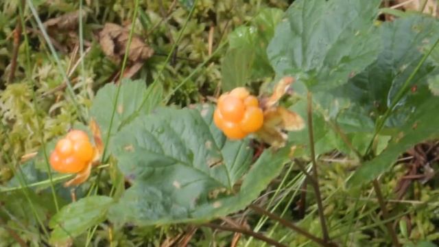 За морошкой на болото. Улома Железная.