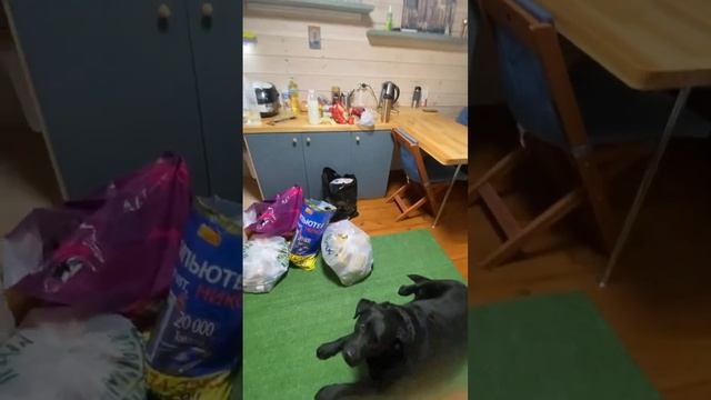 Мы добрались#shorts #short #shortsvideo