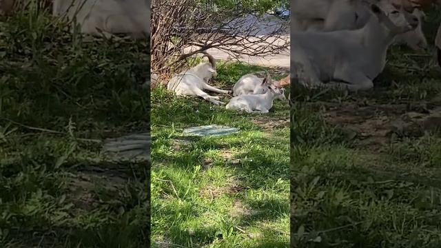 Пришла целая семья и можно погладить)#shorts #short #shortsvideo