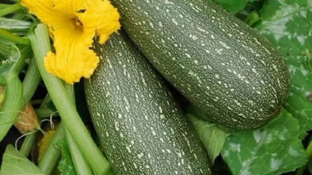 Очистка всего негатива в отношениях со свекровью - сеанс Кундалини рейки