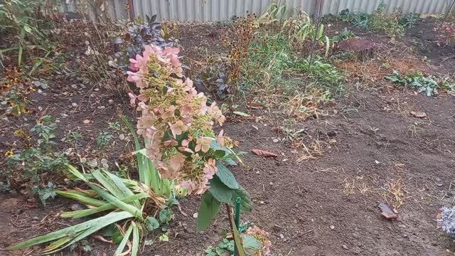 Пересадка гортензий