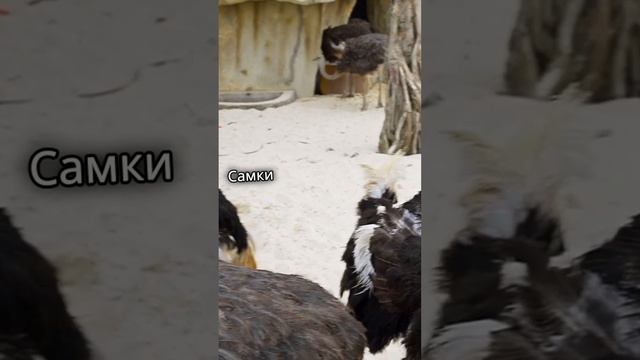 Страус