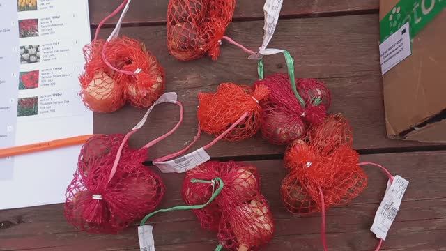 Осенняя посадка тюльпанов