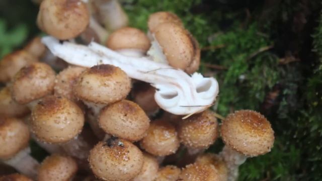 Опёнок осенний -  подробности.