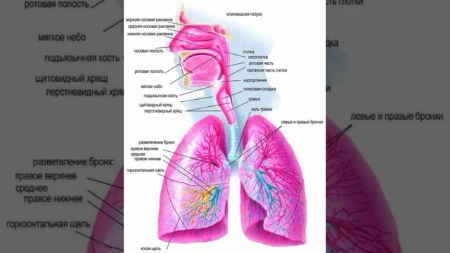Исцеление всех болезней дыхательной системы - сеанс Алмазные рейки