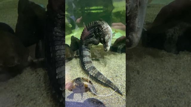 Таким вы его ещё не видели.Москвариум на ВДНХ!