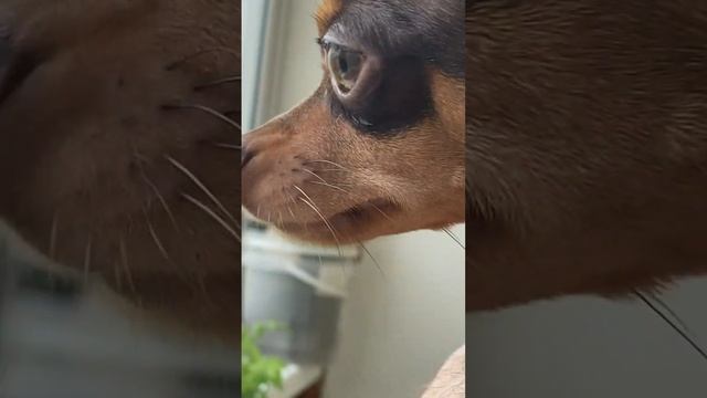 Первый раз видит козлят, шок #shorts #short #shortsvideo #той