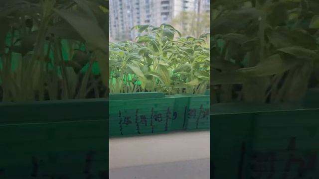 РАССАДА,3 недели тому сеяла семена,#shorts #short #shortsvideo