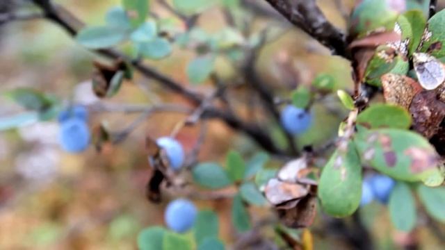 Северный виноград - голубика.