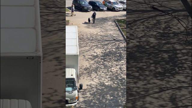 Лакки еле сдерживает радость)#shorts #short #shortsvideo