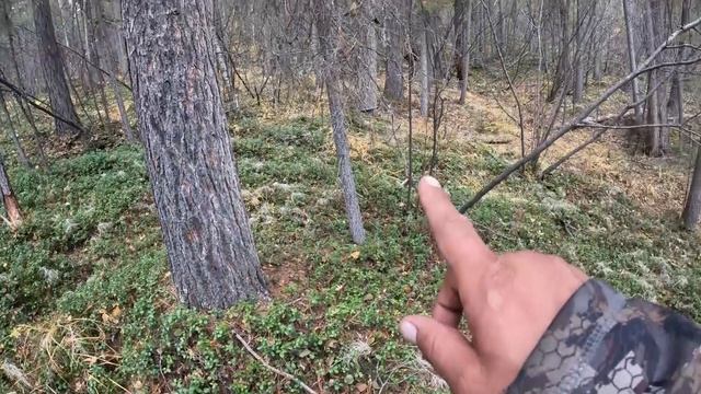 2 серия  Охота на изюбря на реву Чаринский национальный наслег. Добыли самца кабарги.