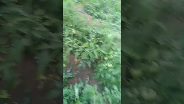 Помидорчики👀🍅🍅🍅2023