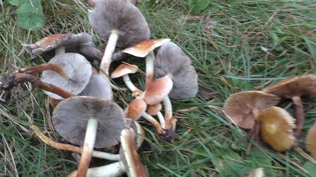 Сравнение опят с двойниками. 5 разных видов опят в одном кадре.