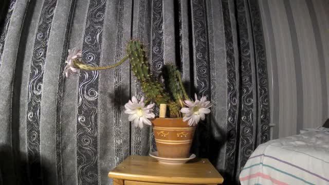 Кактус эхинопсис острогранный. Как расцветает кактус, видео в режиме таймлапс