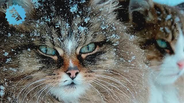 Мы-КОТЫ!!#Музыка