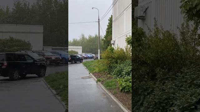 8 мая,цветёт каштан , идёт снег #shorts #short #shortsvideo