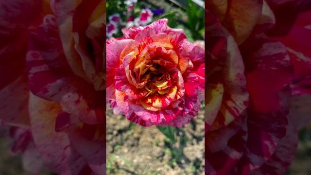 В цвету#shorts #tiktok #настроение #природа#цветы #дача