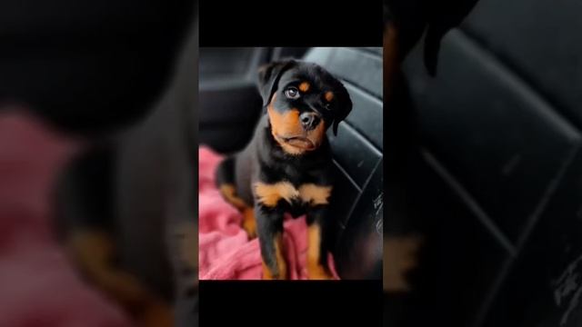 Фантазия для #terblack #ротвейлер #rottweiler #rottweilerpuppy #puppy #dog
